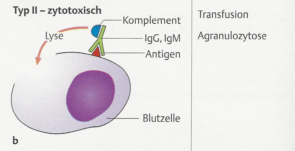 Immuntoleranz und Immunreaktionen (Allergien) – Neubecks Seiten