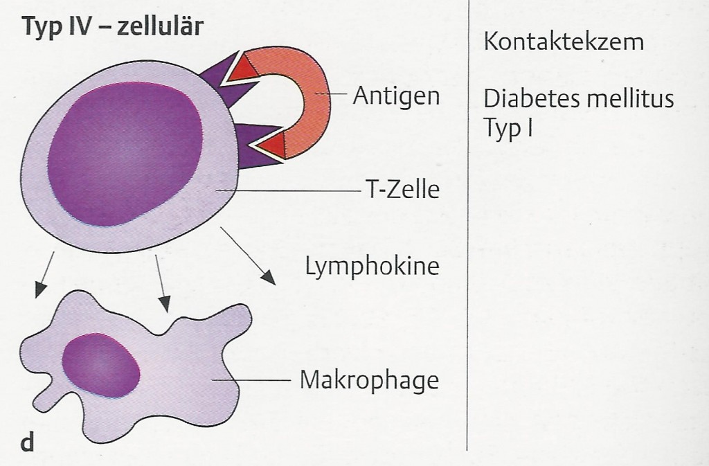 Immuntoleranz und Immunreaktionen (Allergien) – Neubecks Seiten