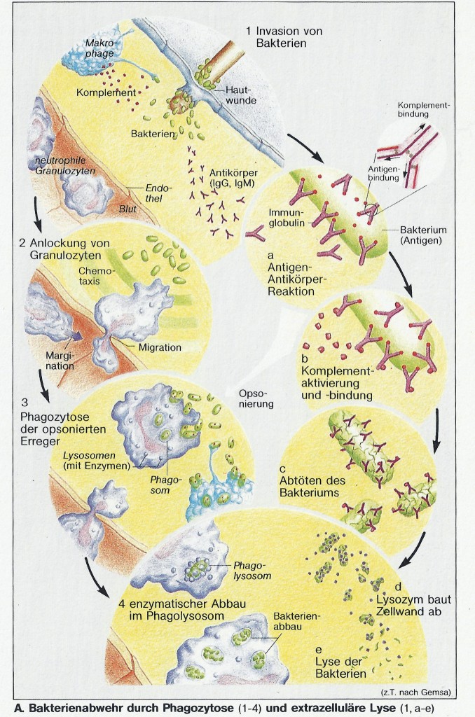 Immunabwehr des Menschen – Neubecks Seiten